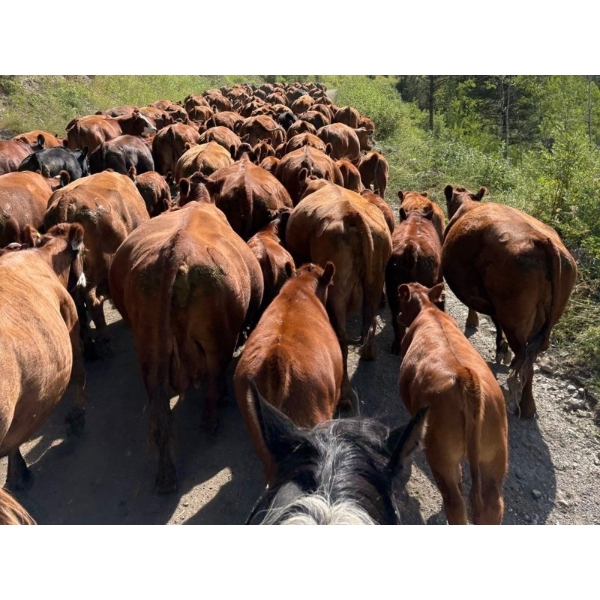 BC Cattle Co. - 440# November Delivery Steer Calves - 120 Head (Canoe ...