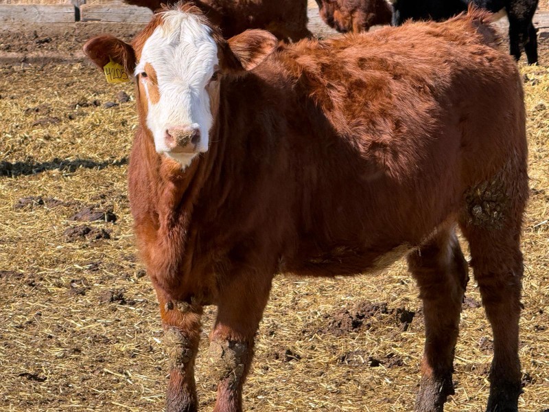 Scott & Gail Sapergia - 10 RBF Simm X November Delivery Bred Heifers ...