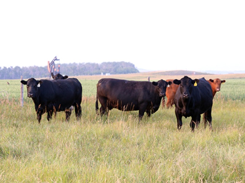 Right Cross Ranch - 1450# Open Cows - 23 Head (Kisbey, SK) - Team Auction Sales