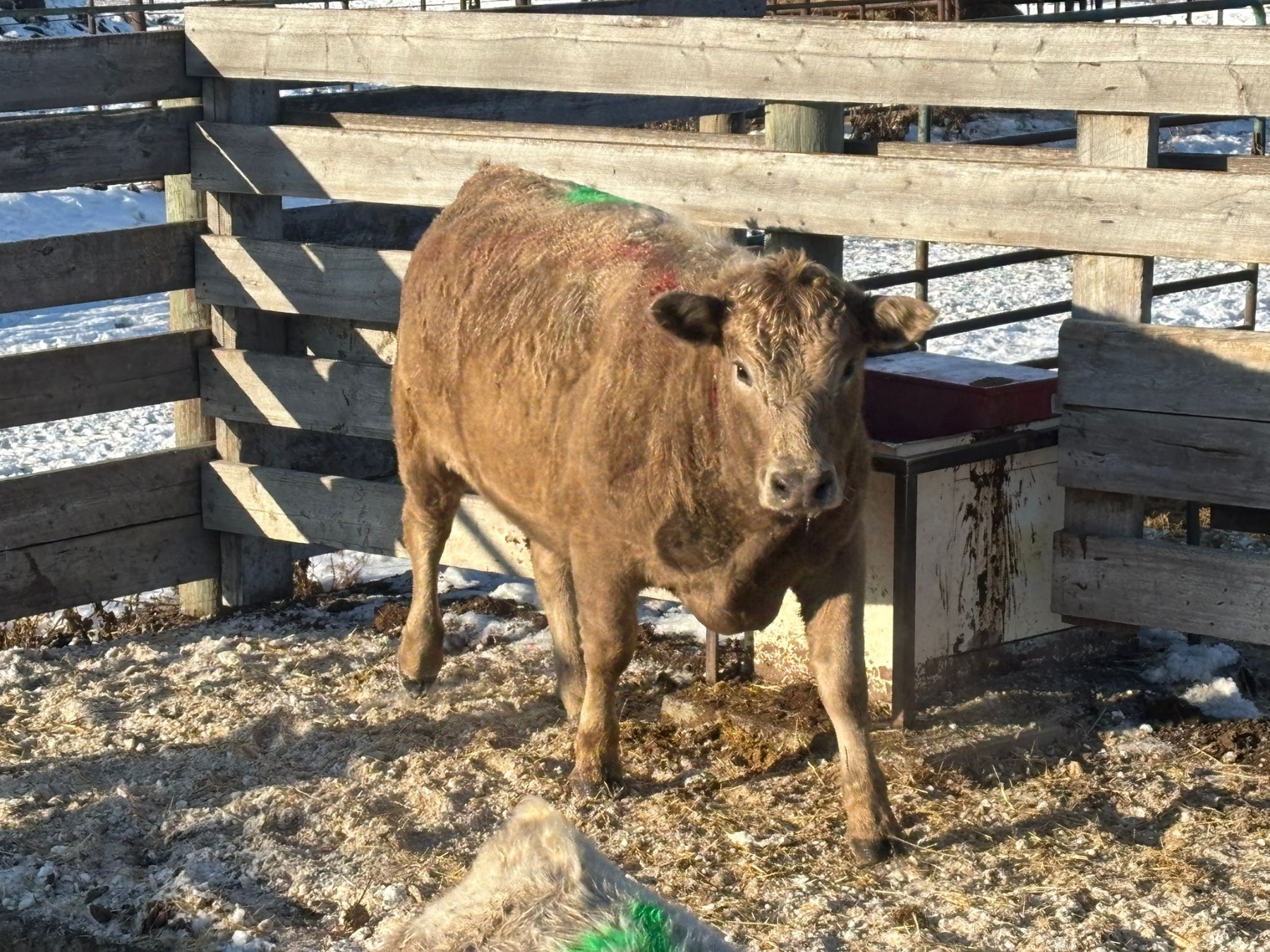 Shane Water Chief - 2 Heifers (Pen 514) - Team Auction Sales