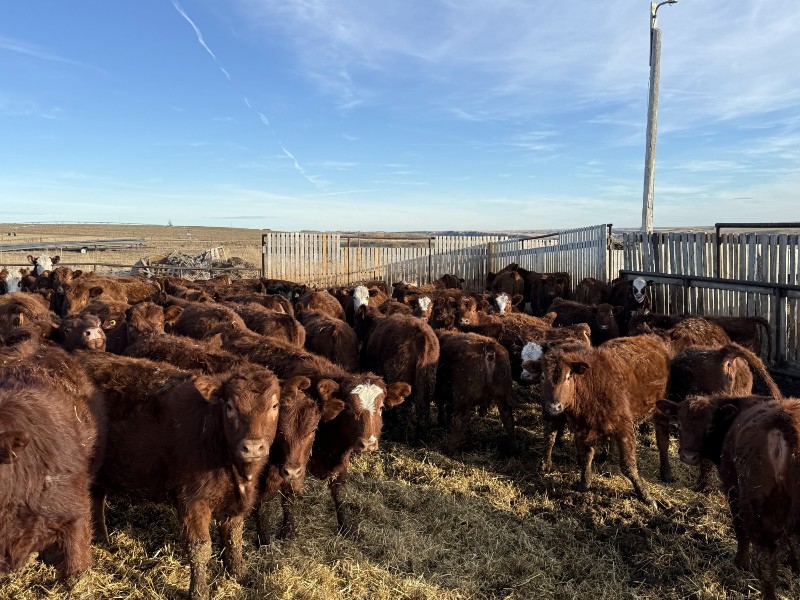 South Ridge Simmentals - 680# Jan/Feb Delivery Heifers - 90 Head ...