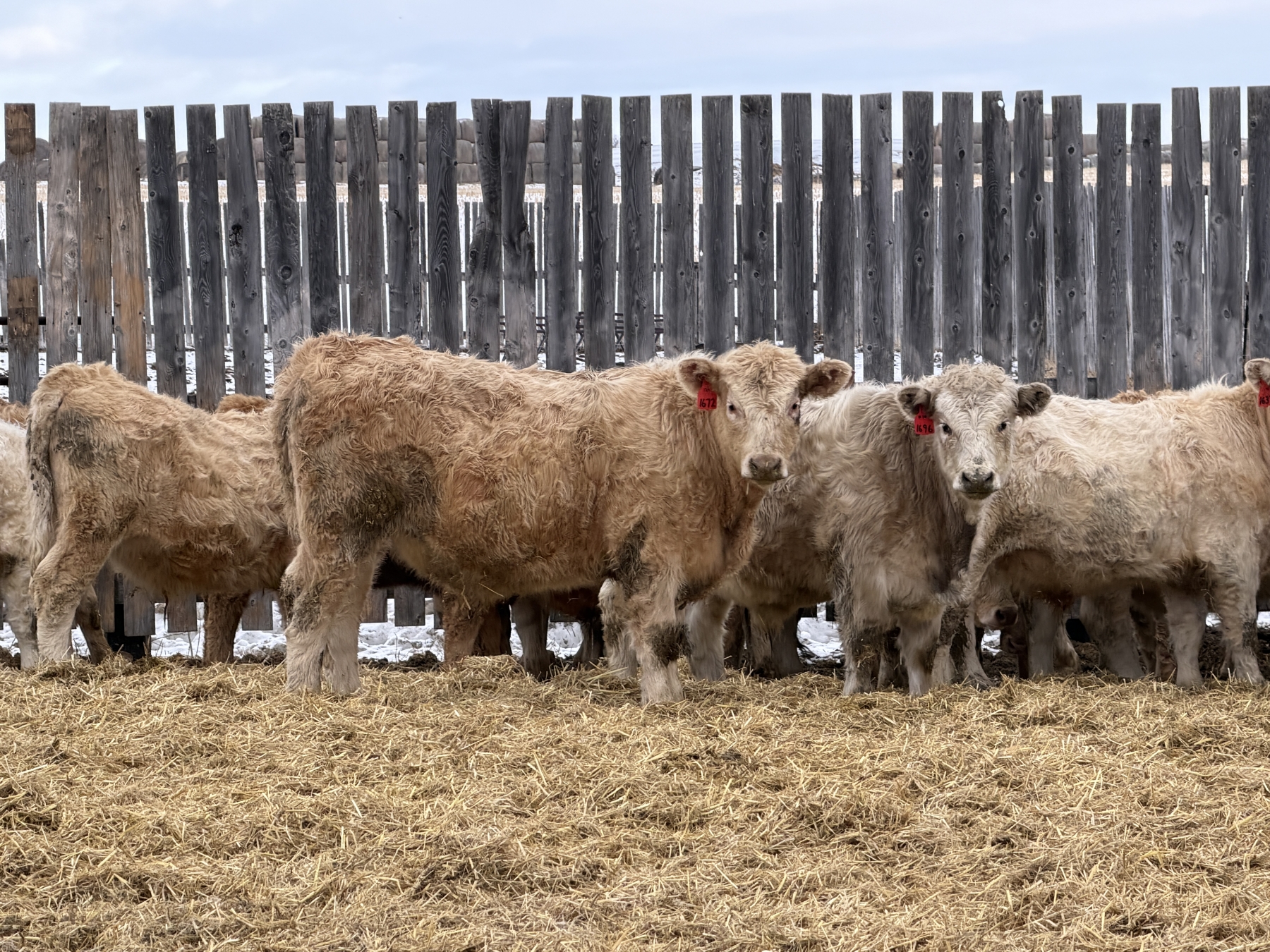 McKenzie Ranch - 820# March Delivery Steers - 73 Head (Delisle, SK ...