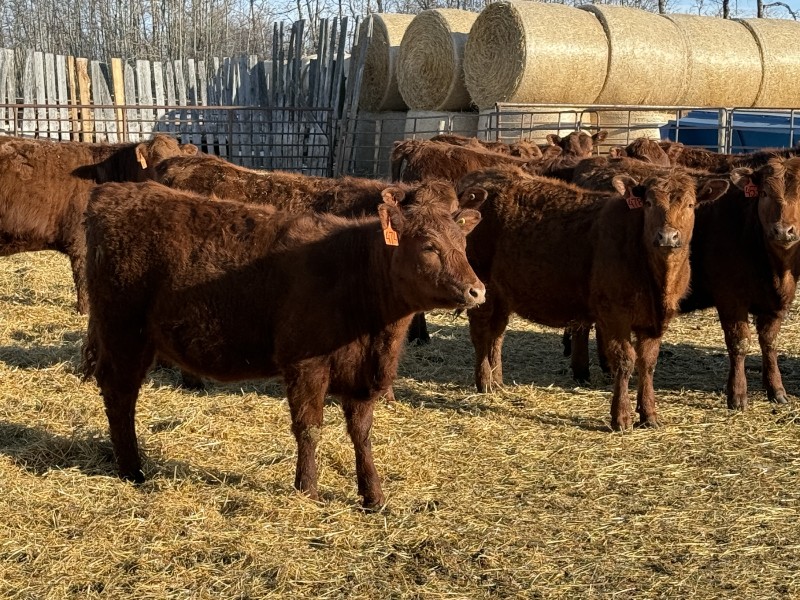 Jordan Livestock - 20 Red Simm/Angus X Replacement Heifers (Rimbey, AB ...