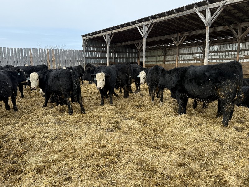 Kristjanson Farms - 900# February Delivery Steers - 68 Head (Foam Lake ...
