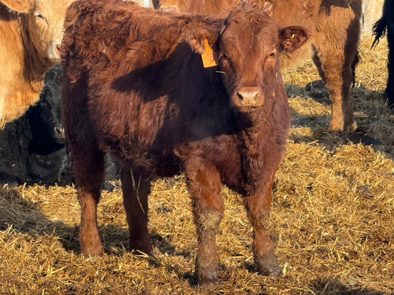 Nathan Allers - 800# March Delivery Heifers - 230 Head (Daysland, AB ...