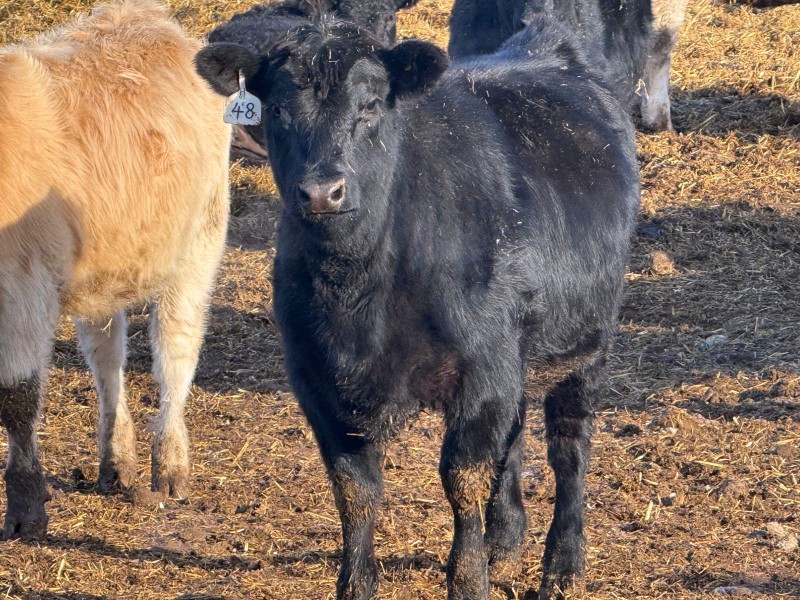 Nathan Allers - 800# March Delivery Heifers - 230 Head (Daysland, AB ...