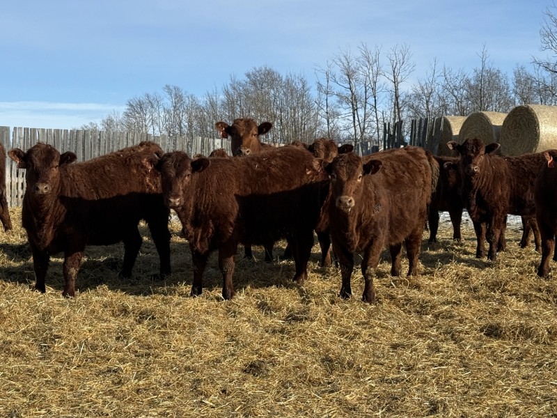 Jordan Livestock - 35 Red Simm/Angus X Replacement Heifers (Rimbey, AB ...