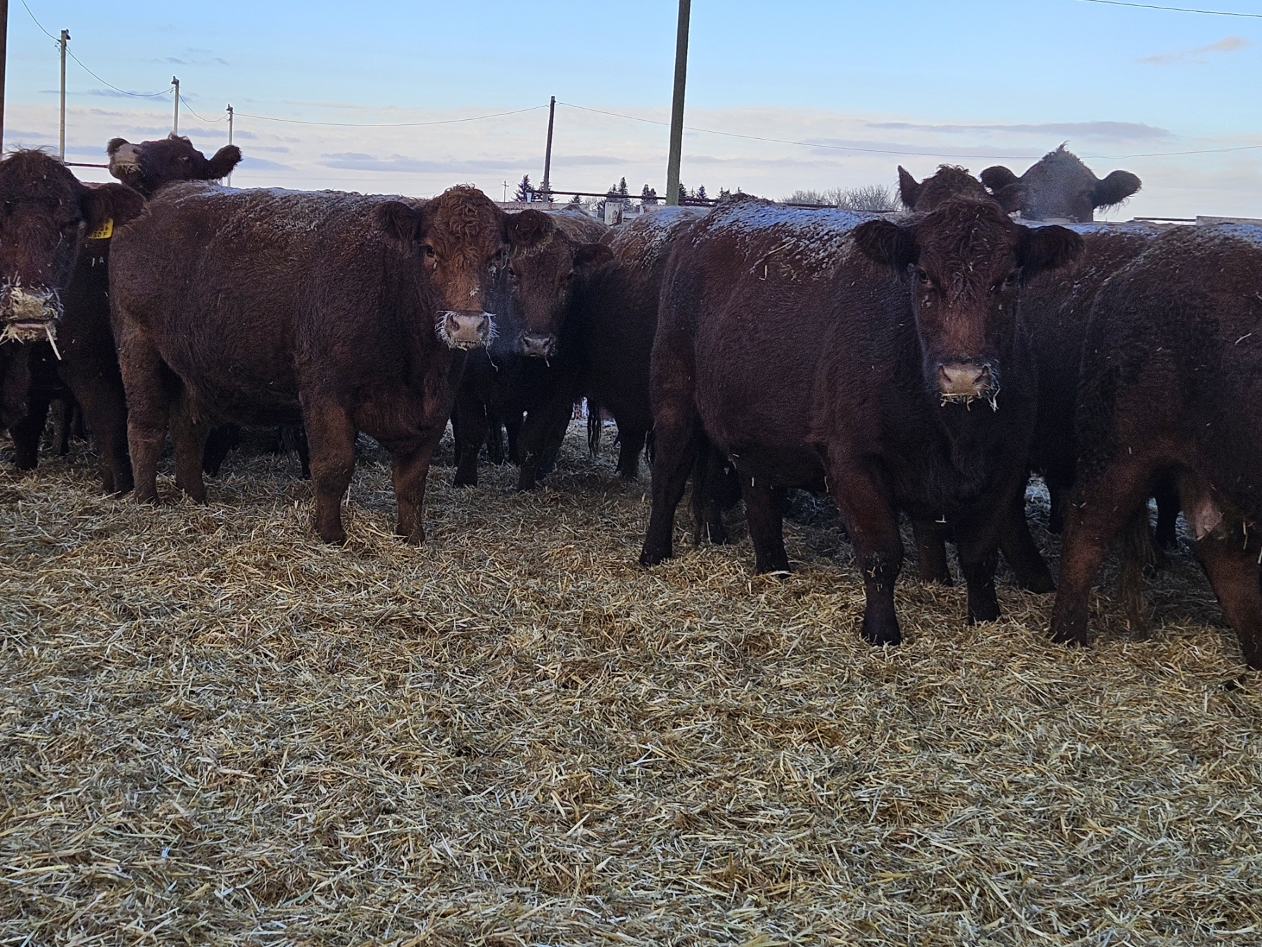 Graham Alexander - 5 Red Young Cows (Pen 407 - 409) - Team Auction Sales