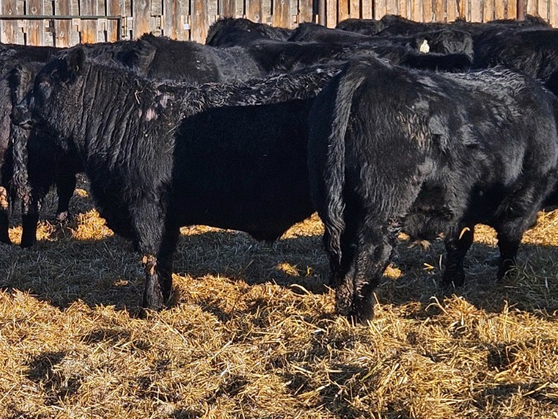 S Stewart Ranch Ltd. - 1000# February Delivery Steers - 62 Head ...