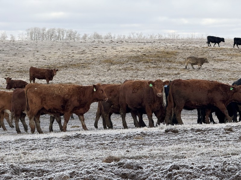 Fox Cattle Co. - 50 Red/RBF Simm X March Calving Bred Heifers (Foam ...