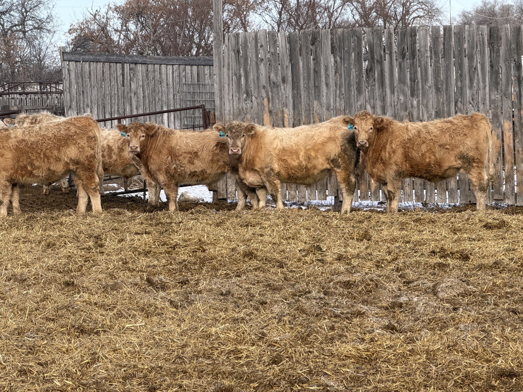 McKenzie Ranch - 820# March Delivery Steers - 73 Head (Delisle, SK ...