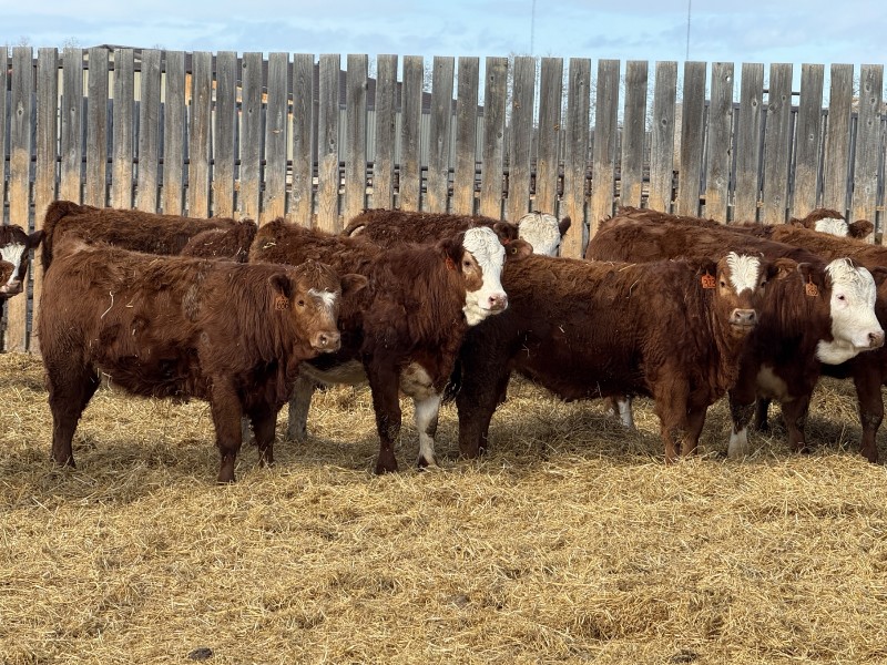 Jordan Livestock - 28 Red/RBF Simm-Angus Replacement Heifers (Rimbey ...