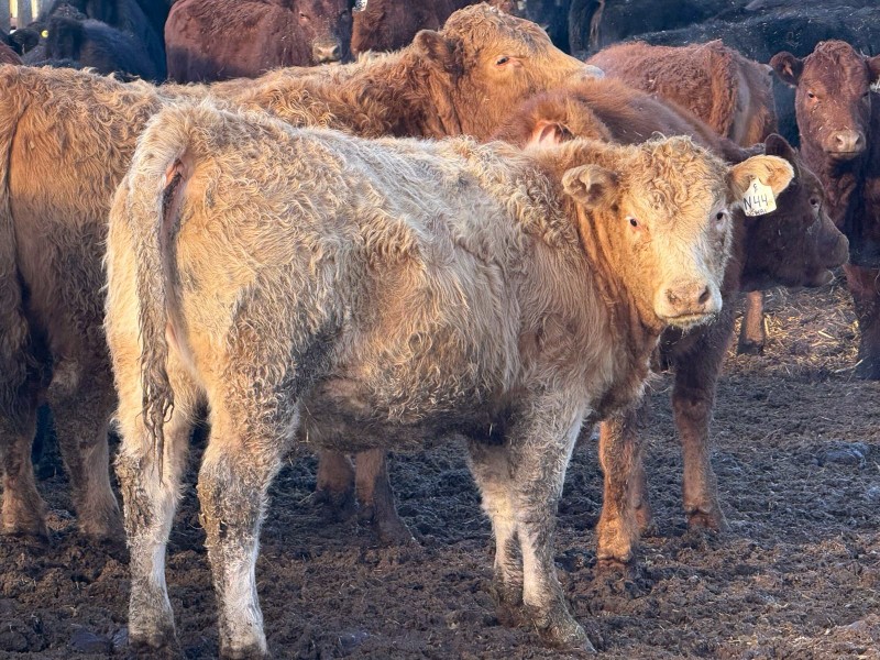 Nathan Allers - 800# March Delivery Heifers - 230 Head (Daysland, AB ...