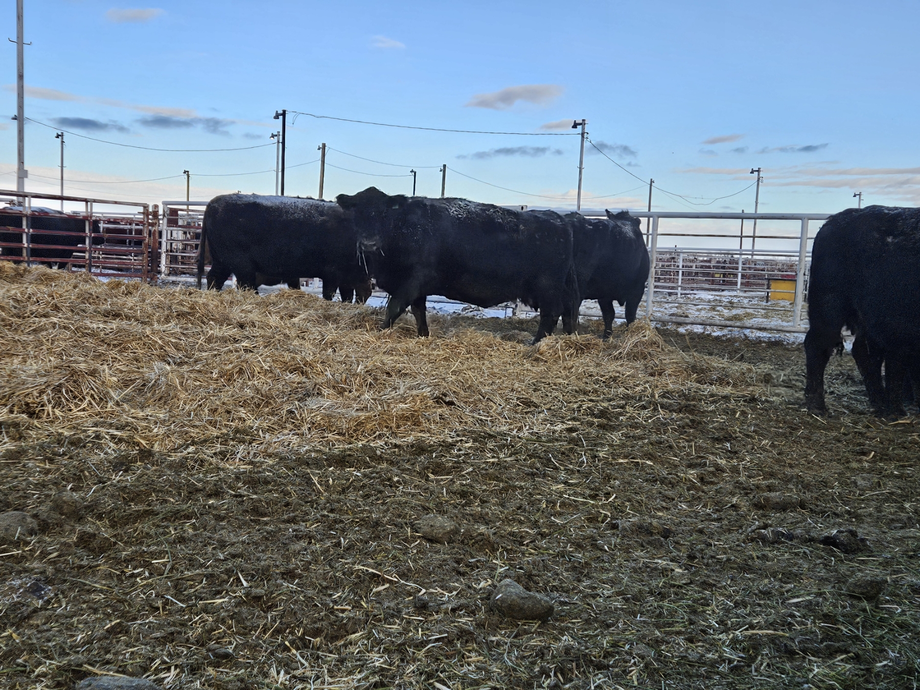 Stryker Cattle Co (Chad Stryker) - 1 Young Black Cow (Pen 436) - Team Auction Sales