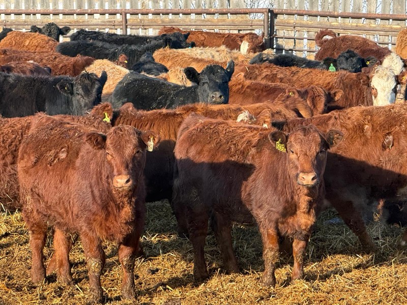 Nathan Allers - 800# March Delivery Heifers - 230 Head (Daysland, AB ...