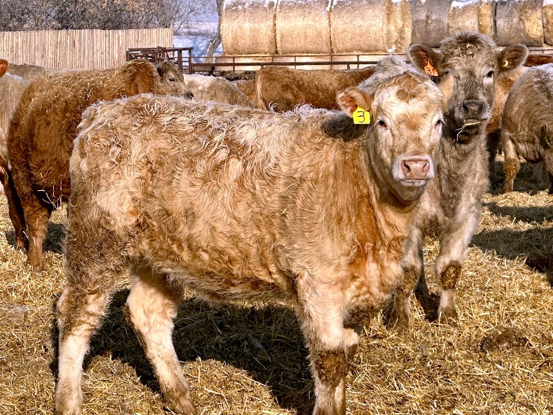 Darcy, Colton & Blake Reinhardt - 850# February Delivery Heifers - 145 ...