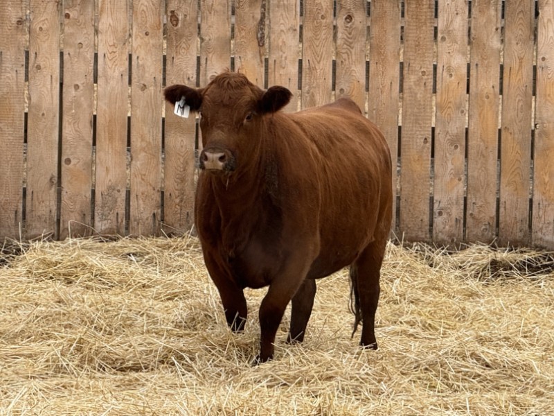 Marcinek Cattle Company - 3 Red Simm/Angus X Bred Heifers (Condor, AB ...