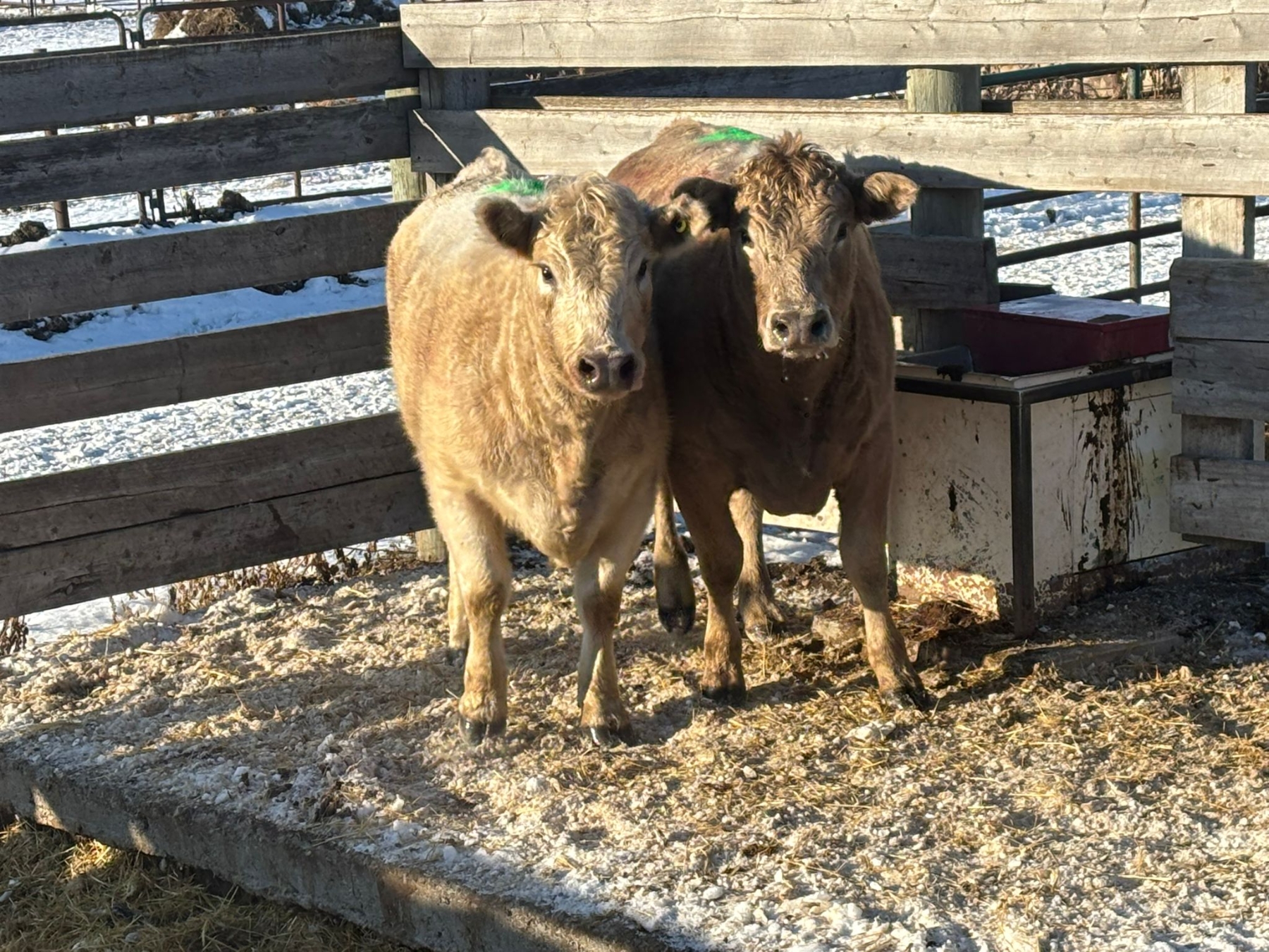 Shane Water Chief - 2 Heifers (Pen 514) - Team Auction Sales