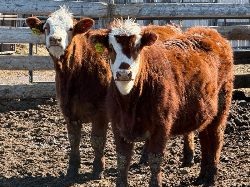 Scott & Gail Sapergia - 10 RBF Simm X November Delivery Bred Heifers ...