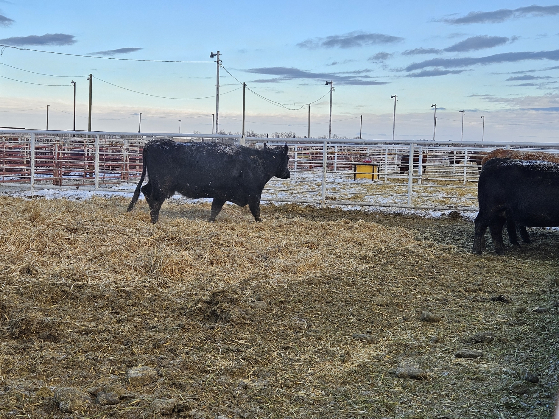 Stryker Cattle Co (Chad Stryker) - 1 Young Black Cow (Pen 436) - Team Auction Sales