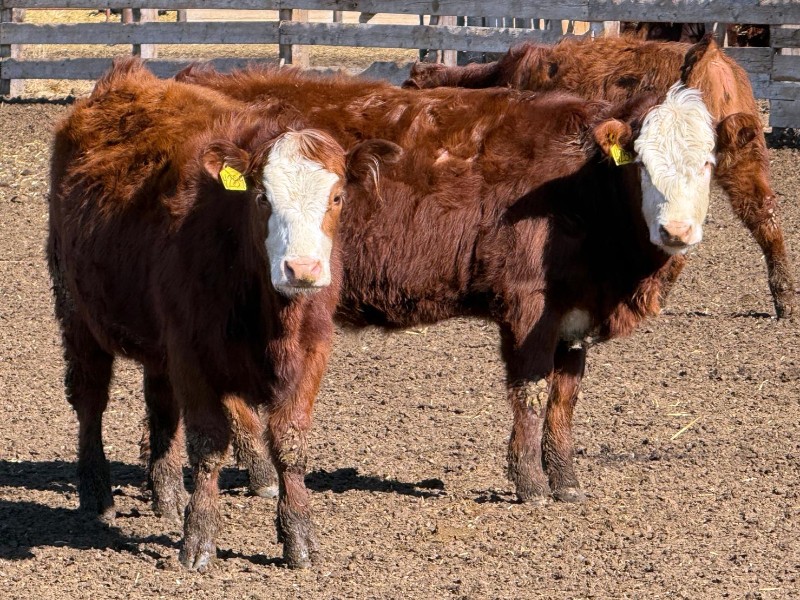 Scott & Gail Sapergia - 10 RBF Simm X November Delivery Bred Heifers ...