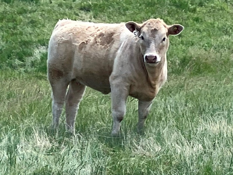 MacMillan Farming Co. - 535# July Delivery Heifer Calves - 180 Head ...