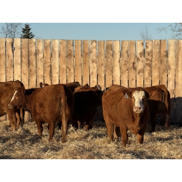 Marcinek Cattle Company - 8 Red Blaze Simm/Angus Bred Heifers (Condor ...